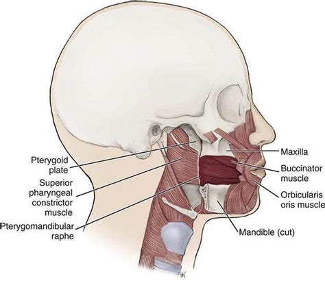Pictures Of Buccinatorhealthiack