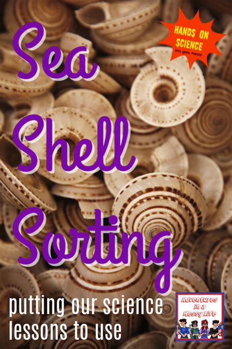 Sea Shell Sorting Science Lesson Adventures In A Messy Life