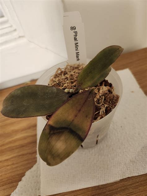 Update on Phal mini mark : r/orchids