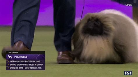 27 Group S Find And Share On Giphy