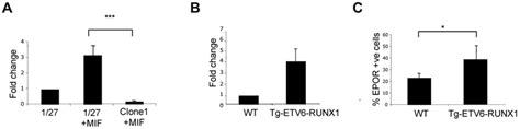 Etv6 Runx1 Expression In Mouse Preleukemic Models Is Associated With Download Scientific