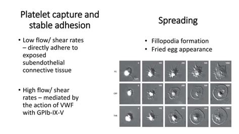 Platelet Function Disorders Assessment And Testing Pptx