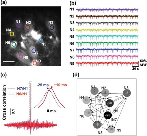 Figure 1 From Identification Of The Direction Of The Neural Network Activation With A Cellular