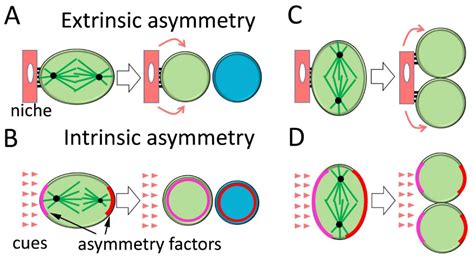cell division embryo cell division