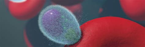 Performance Analysis Of Deep Learning Algorithms In The Diagnosis Of Malaria Disease