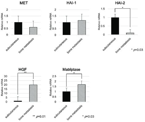 Bioluminescent Imaging Of The Mouse Model After Intra Cardiac Download Scientific Diagram
