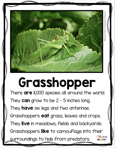 Free Animal Reports For Kindergarten And First Grade Informational