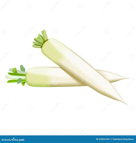 Daikon Japanese Radon White Chinese Radish Mooli Sweet Radish