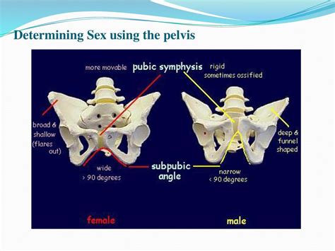 Forensic Anthropology Ppt Download