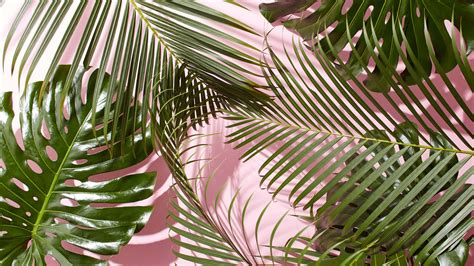 Tropical Wallpaper With Pink Background