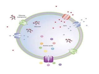 Cell Membrane Pptx
