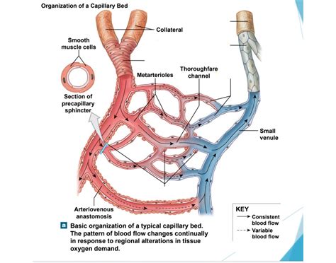 Organization Of Capillary Bed Systemic Quiz