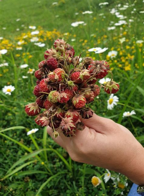 ველური მარწყვი დადალა წიწინდერა სოფელი ნავენახევი იმერეთი Georgia Country Tbilisi Nature