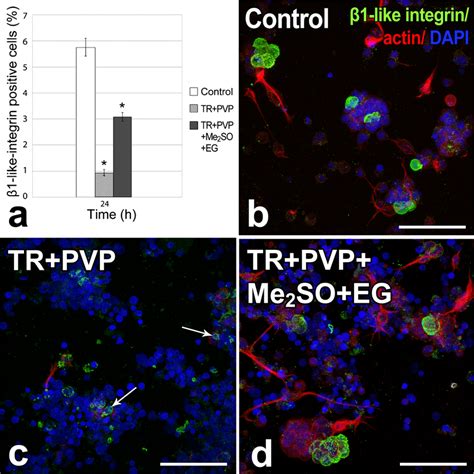 Detecting β Integrin Positive Cells In Culture After Freezingthawing A