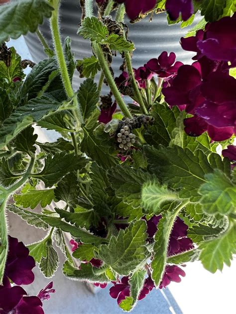 Egg Identification Rgardening Egg Identification Rgardening