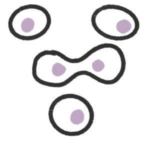 Growth Rate And Doubling Time Cellseeker Inventory