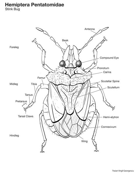 Stink Bug Diagram By Specti On Deviantart