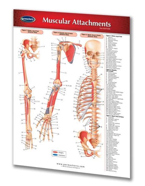 Muscular Attachments Medical Quick Reference Guide Artofit