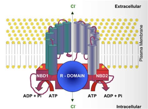 Lecture 30 Mucosal Flashcards Quizlet