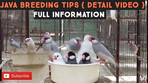 java breeding tips youtube