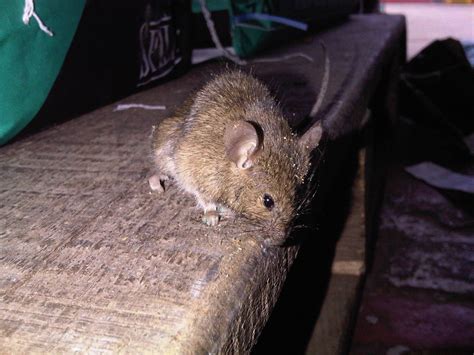 Mouse Infestations Suffolk Pest Control Company