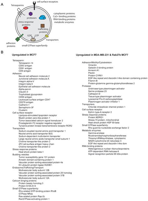 Schematic Representation Of Exosome Composition And Differentially Download Scientific Diagram