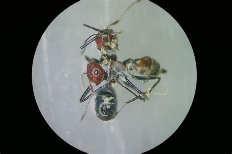 Ants That Explode To Fight Foes Discovered On Borneo