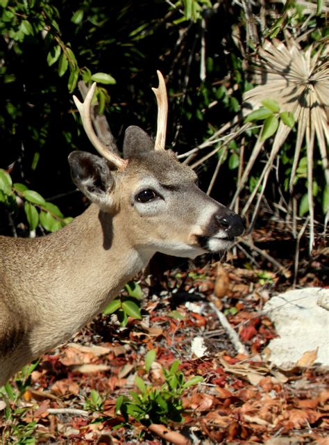 Miami Blue Butterfly The Florida Key Deer Of Big Pine Key