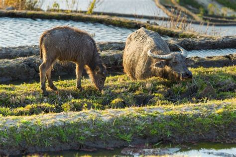 Asian Water Buffalo On Rice Fields Of Terraces Stock Image Image Of