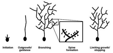 Draw A Picture Dendritic Spines Sprouting Branching And Arborization