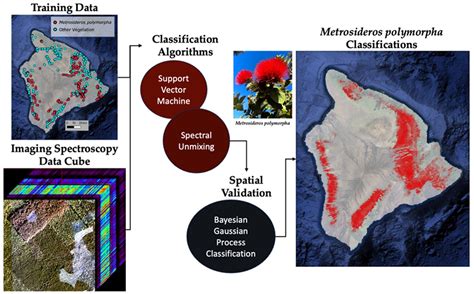 Classifying A Highly Polymorphic Tree Species Across Landscapes Using Airborne Imaging Spectroscopy