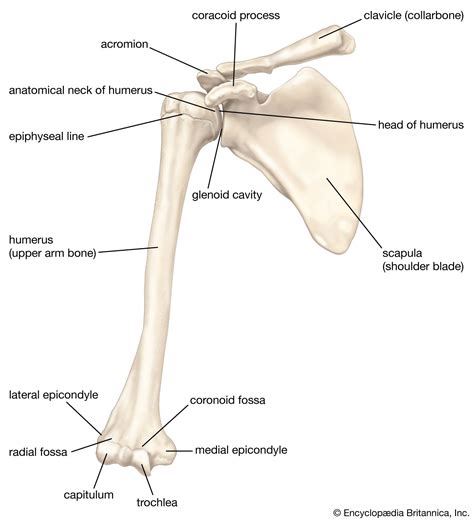 Olecranon Fossa Bone Anatomy Britannica