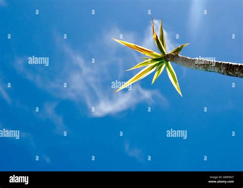 Low Angle View Of Tropical Plant Stem With Triangular Green Leaves