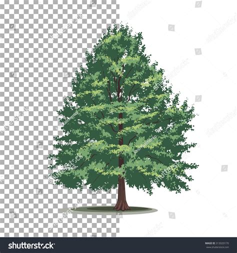 5 Baldcypress Stock Vectors Images And Vector Art Shutterstock