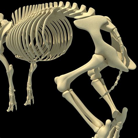 Skeleton Of Pig 3d Model Download Mammals On