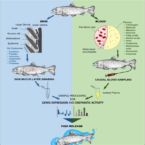 Non Invasive And Non Lethal Methods Used To Detect Antioxidative Download Scientific Diagram