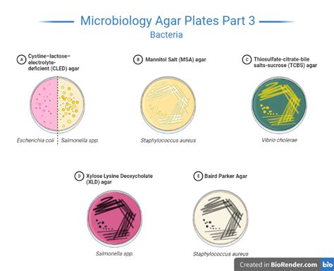 Agar Plates Definition Composition Types Procedure Sciencevivid