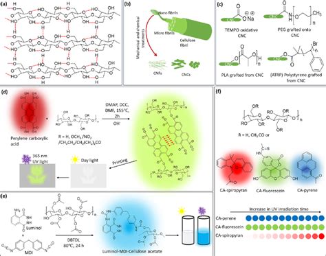 A Structure Of Cellulose Depicting H Bonds Within The Polymer B