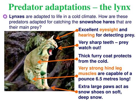 Ppt Predator Prey Relationships Powerpoint Presentation Free Download Id4237514