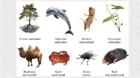 Презентація Практична робота1 Тема Визначення ознак адаптованості різних організмів до