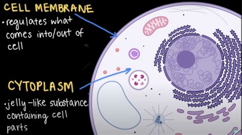 Plant Cell Structures And Functions Let39s Talk Science