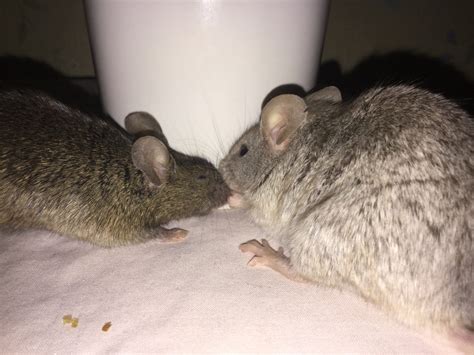 Mouse Kiss Scrolller