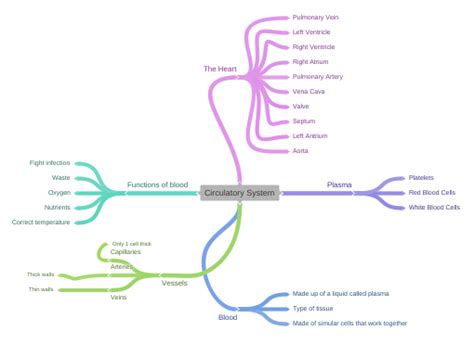Circulatory System Coggle Diagram Circulatory System Coggle Diagram