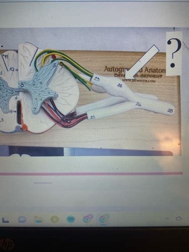 Practical 3 Spinal Cord Flashcards Quizlet
