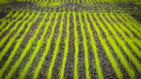 Deep Sowing Of Dry Direct Seeded Rice Cultivar Differences In Seedling