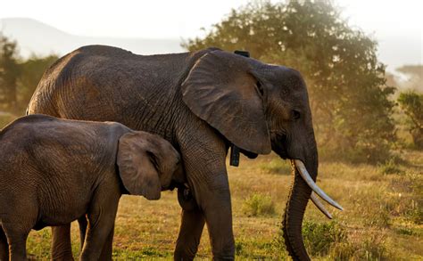 Africa Wildlife Tracking Fights Poaching With Satellite Iot