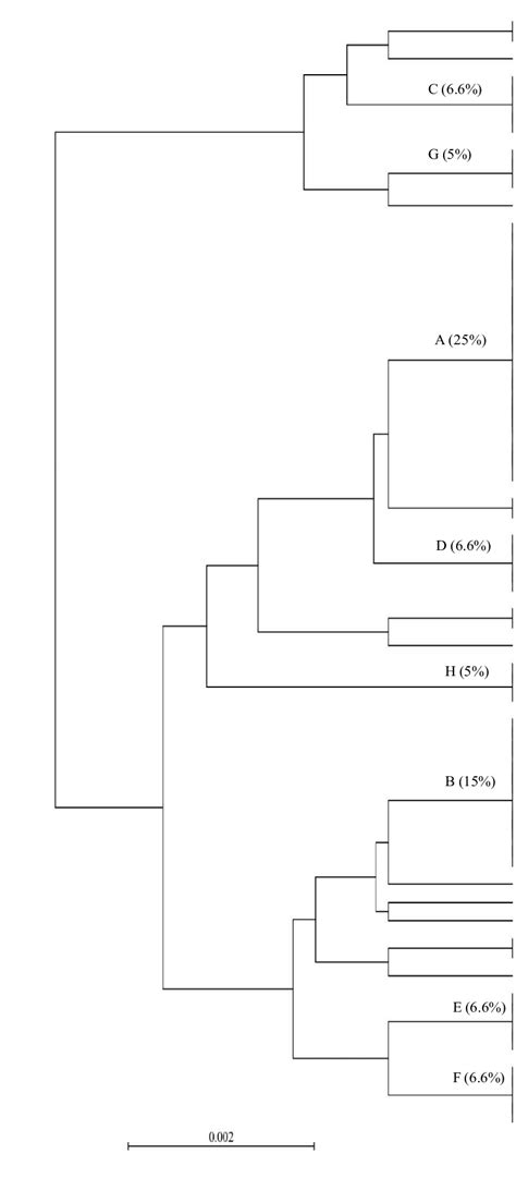 upgma dendrogram of p aeruginosa clinical strains based on the