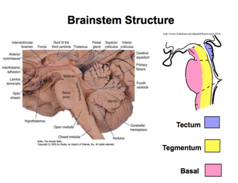Extrapyramidal System Anatomy And Clinical Importance Kenhub Extrapyramidal System Anatomy And Clinical Importance Kenhub