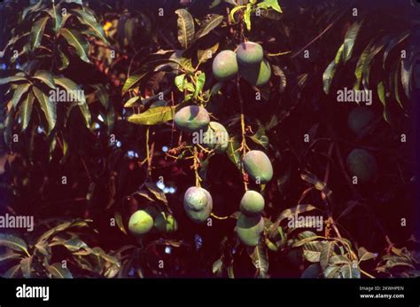 India Mango Tree Large Hi Res Stock Photography And Images Alamy