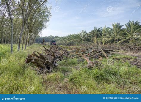Grabber Excavator Lifting Cut Tree Trunk Pieces Onto The Lorry To Be Transported Stock Image